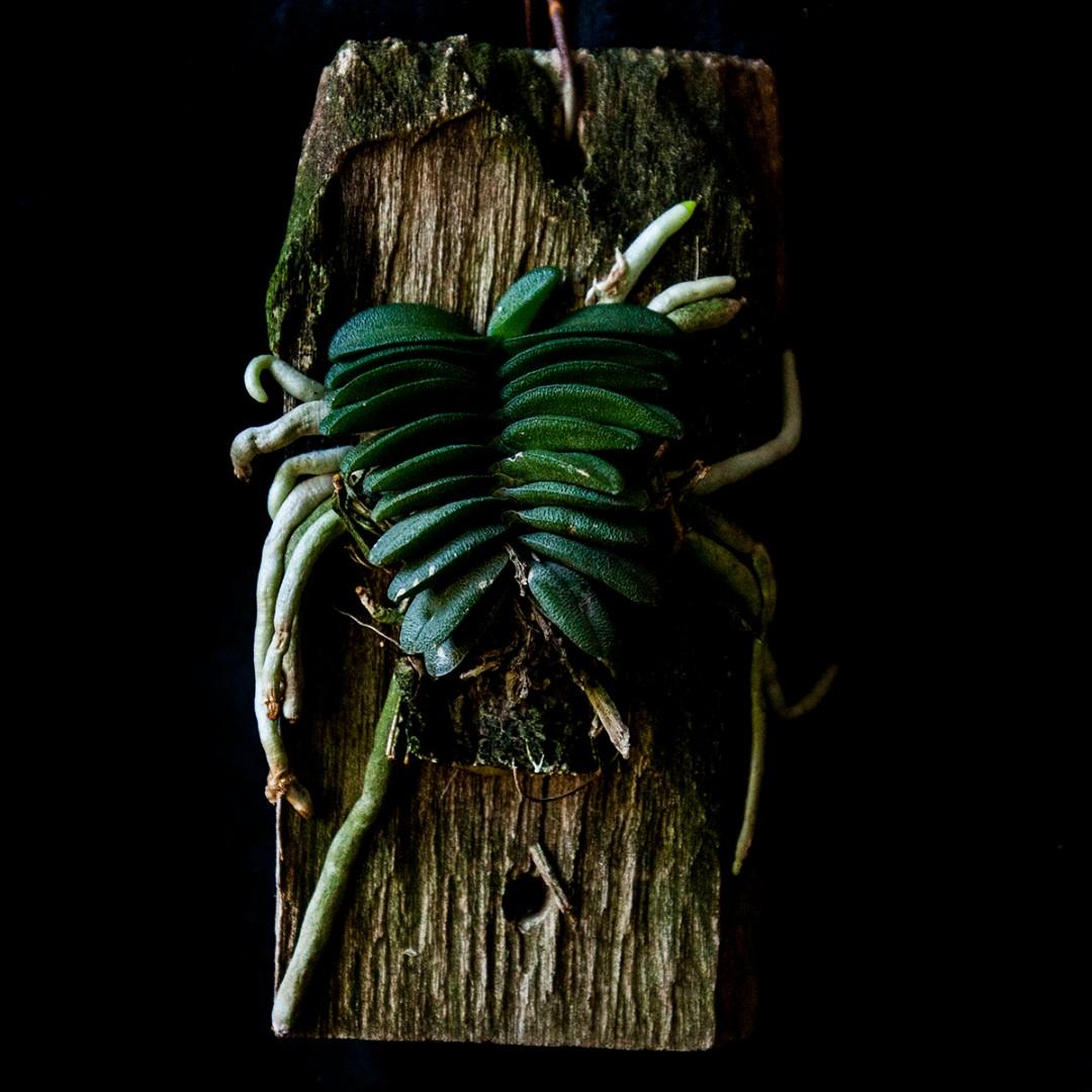 Schoenorchis fragrans miniature Orchid (fragrant), Furniture & Home ...