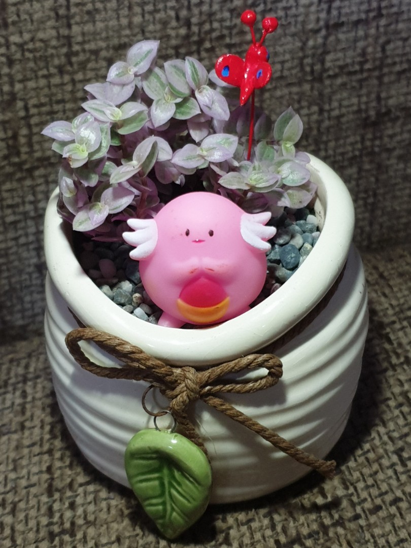 Callisia Repens Pink terrarium, Furniture & Home Living, Home Decor ...