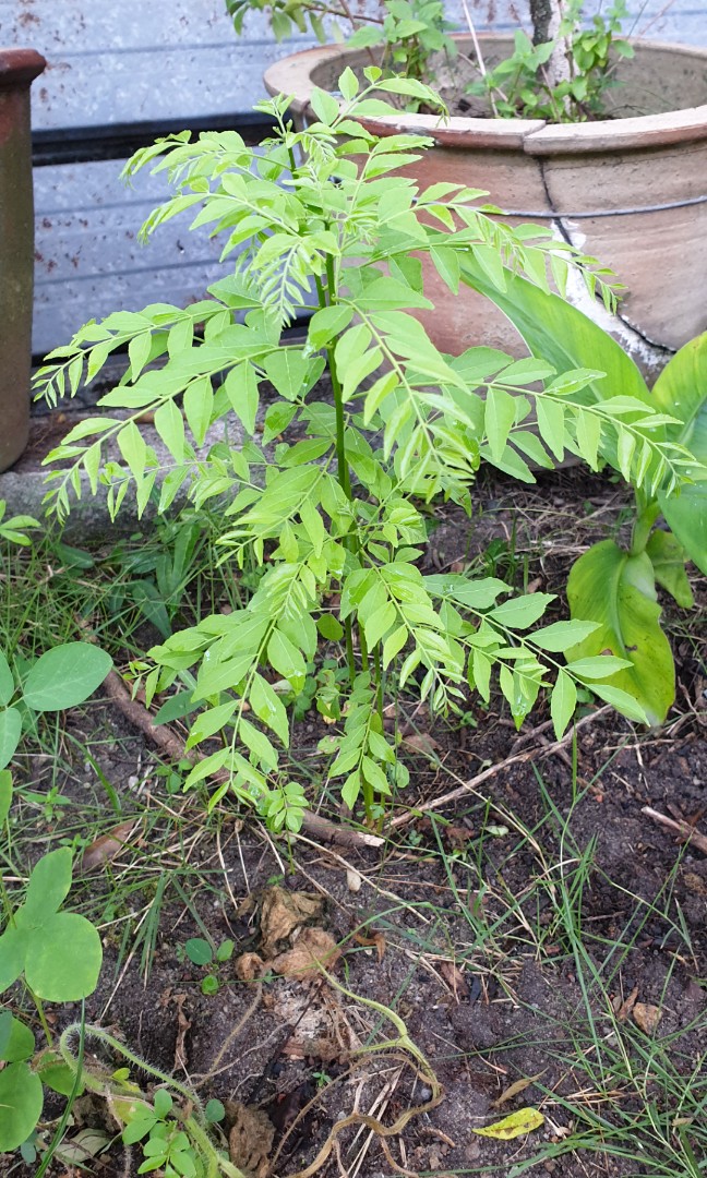 Premium Curry Tree seedlings, Furniture & Home Living, Gardening ...