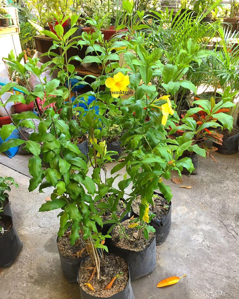 Yellow Bell Plant, Furniture & Home Living, Gardening, Plants & Seeds ...