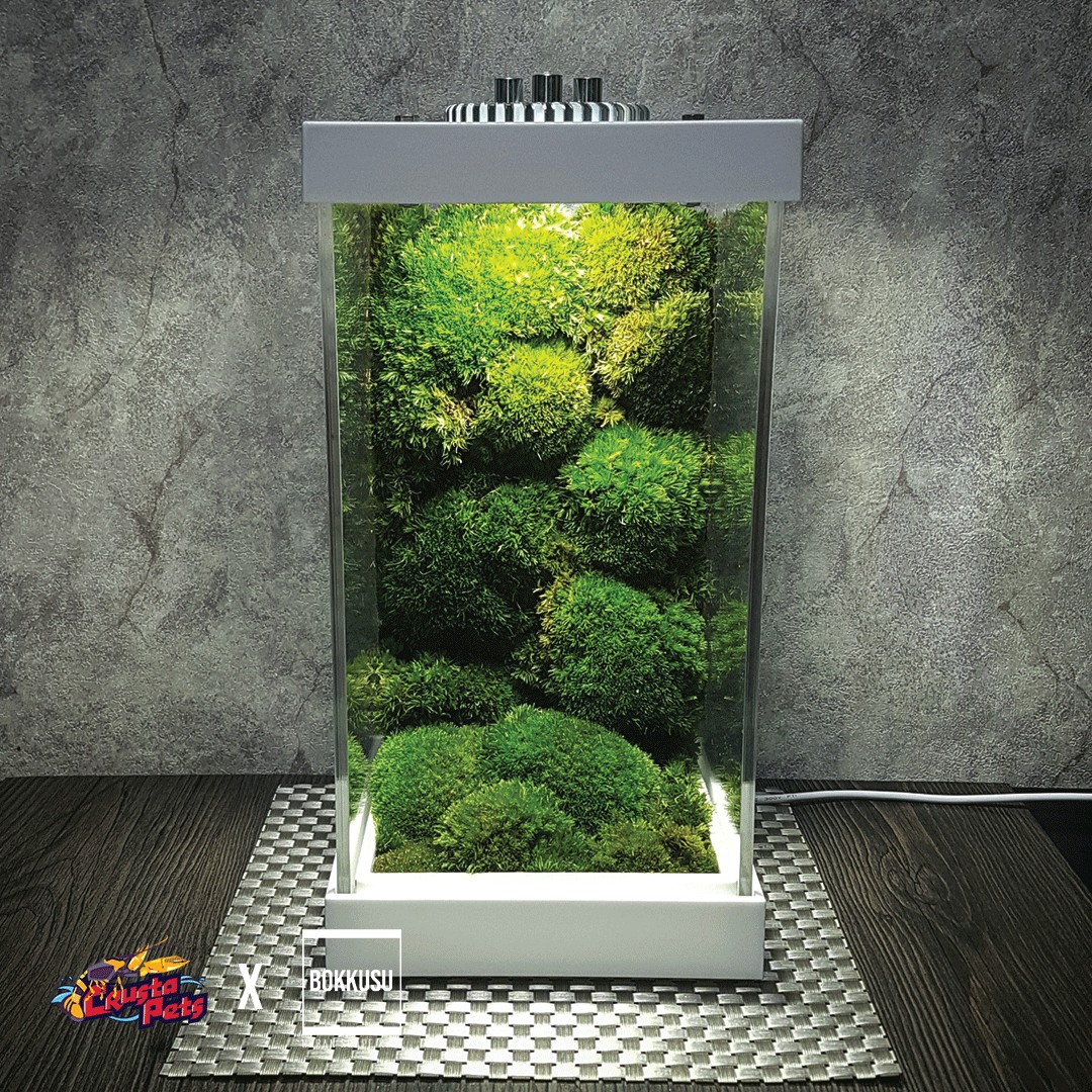 Live Moss Wall Scape ボックス [BOKKUSU] - Urban Scape Kit - Ichi [テラリウム ...