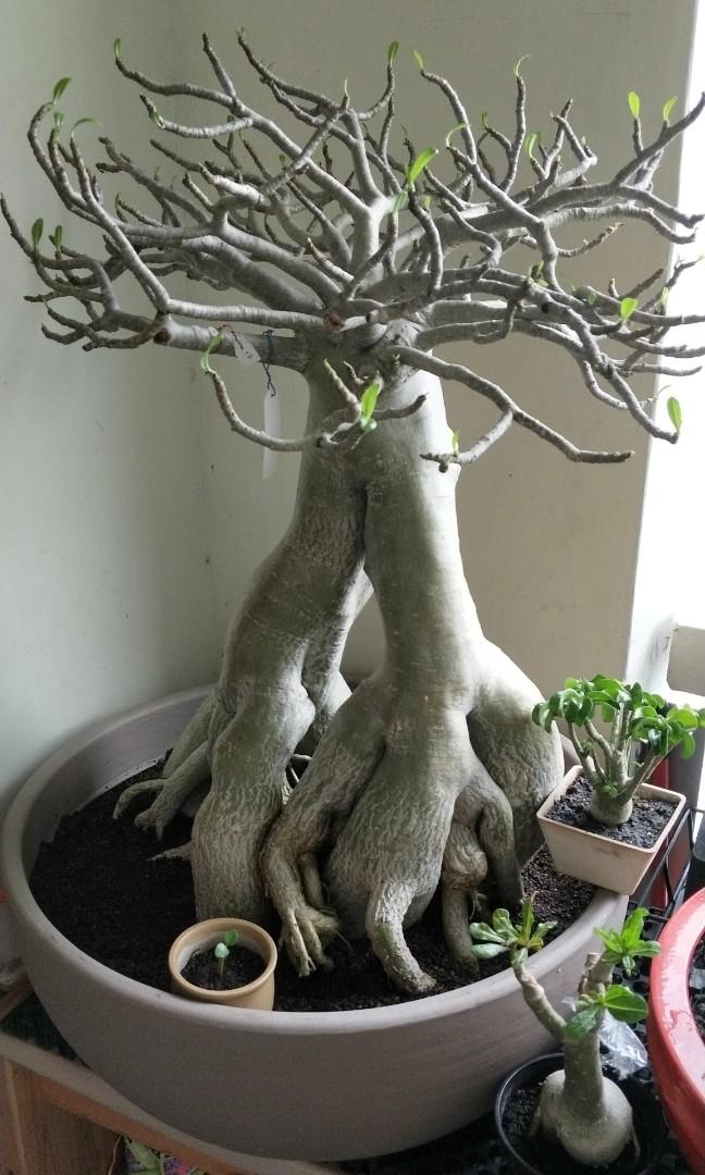 Extremely exquisite root trained origin Socrotranum, Furniture & Home ...