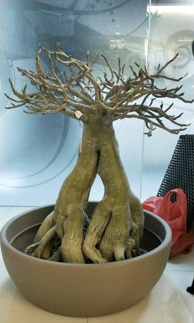 Extremely exquisite root trained origin Socrotranum, Furniture & Home ...