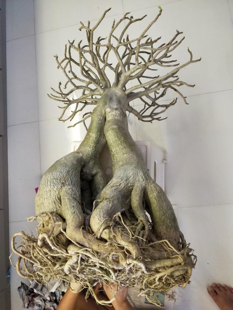 Extremely exquisite root trained origin Socrotranum, Furniture & Home ...