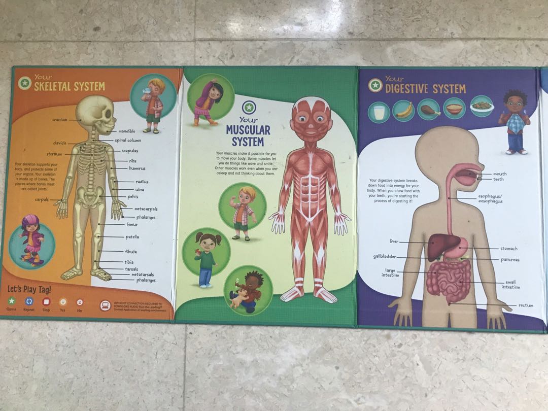 Leapfrog interactive human body, Hobbies & Toys, Books & Magazines ...