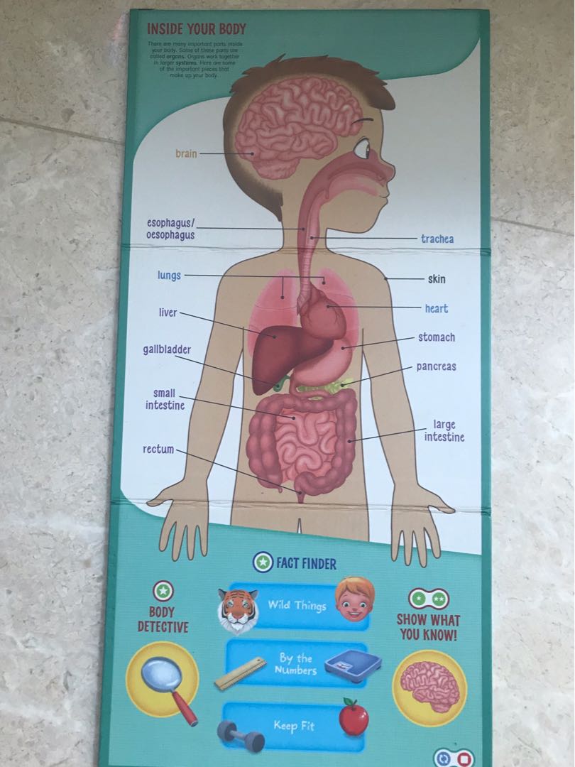 Leapfrog interactive human body, Hobbies & Toys, Books & Magazines ...