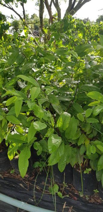 Giant Atis Seedlings, Furniture & Home Living, Cleaning & Homecare ...