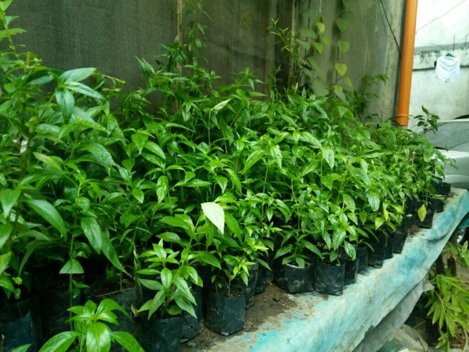 Serpentina plant, Furniture & Home Living, Cleaning & Homecare Supplies ...