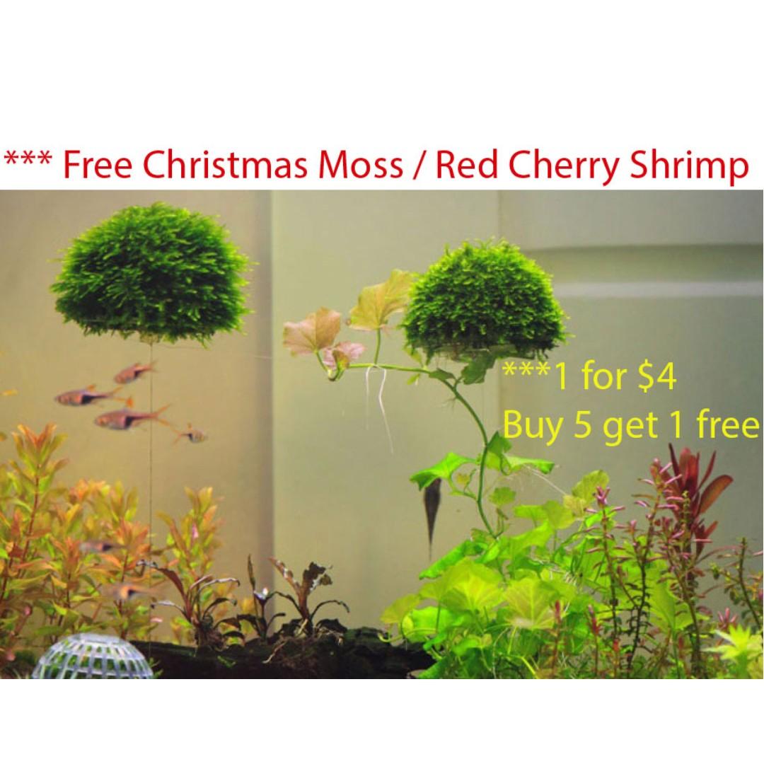 Floating / Static Aquarium Moss Holder (Free Christmas Moss / Red ...