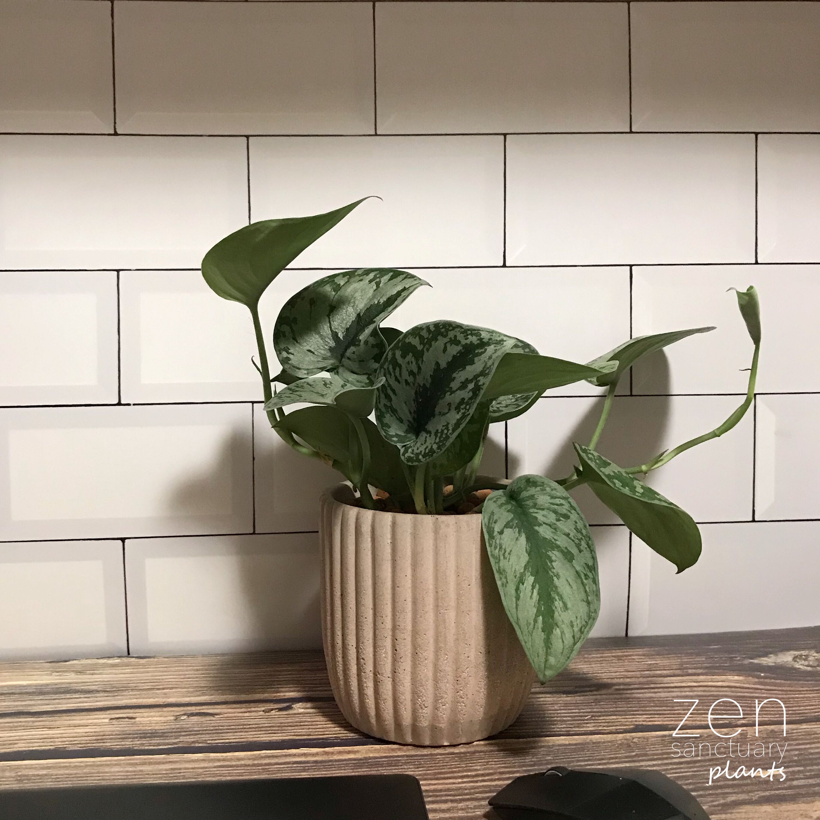 Scindapsus Picus, Furniture & Home Living, Gardening, Plants & Seeds on ...