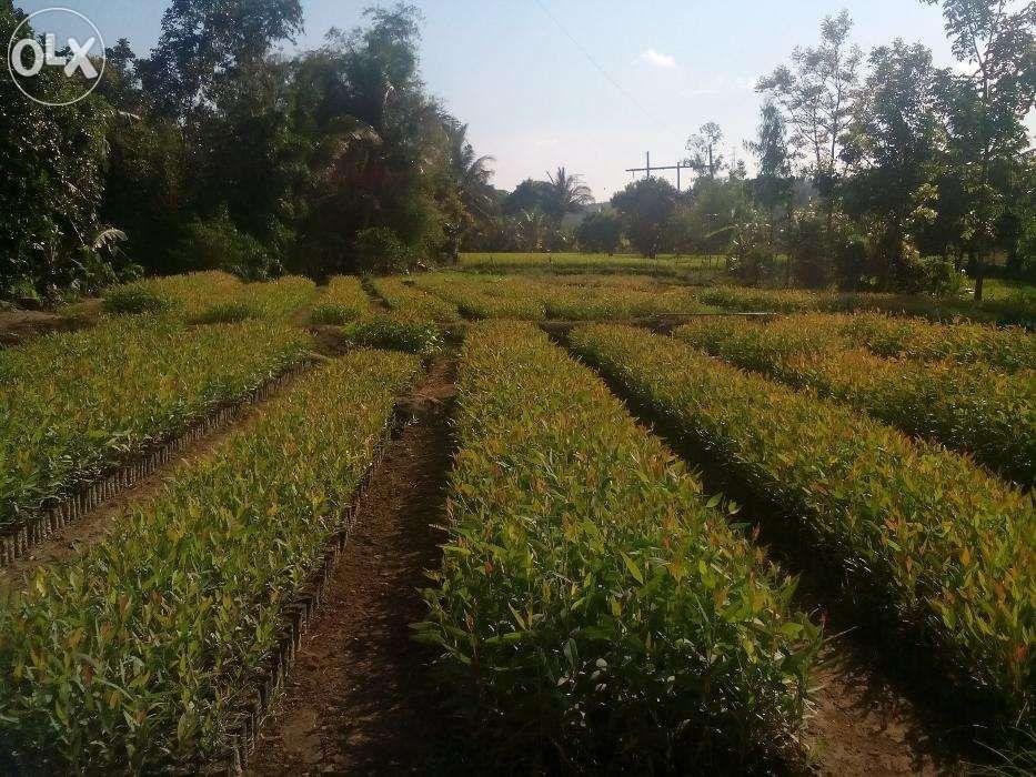 Molave seedlings Eucalyptus Narra other forest trees seedlings ...
