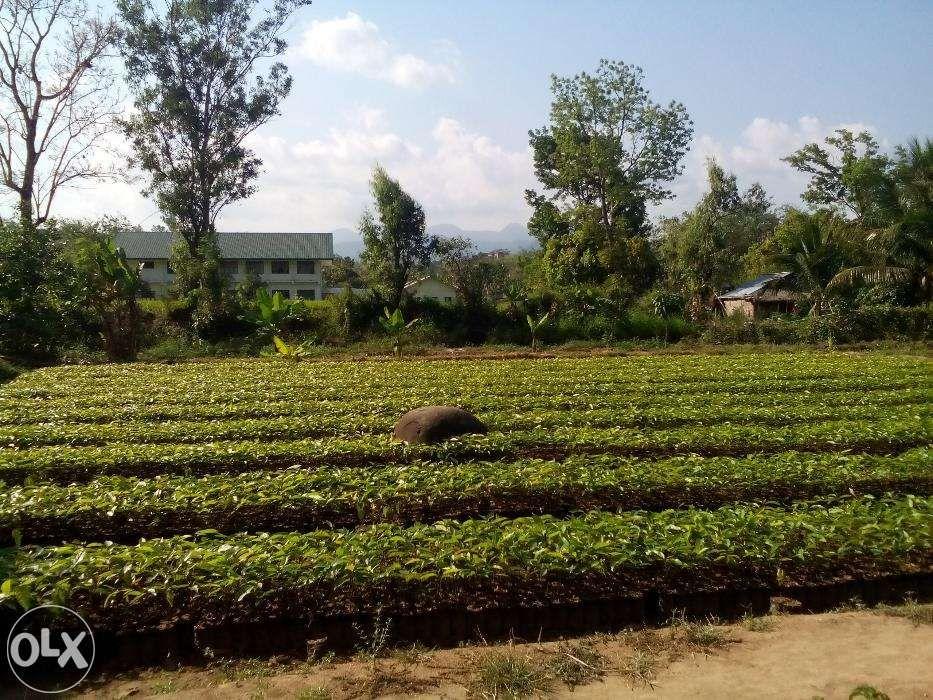 Molave seedlings Eucalyptus Narra other forest trees seedlings ...