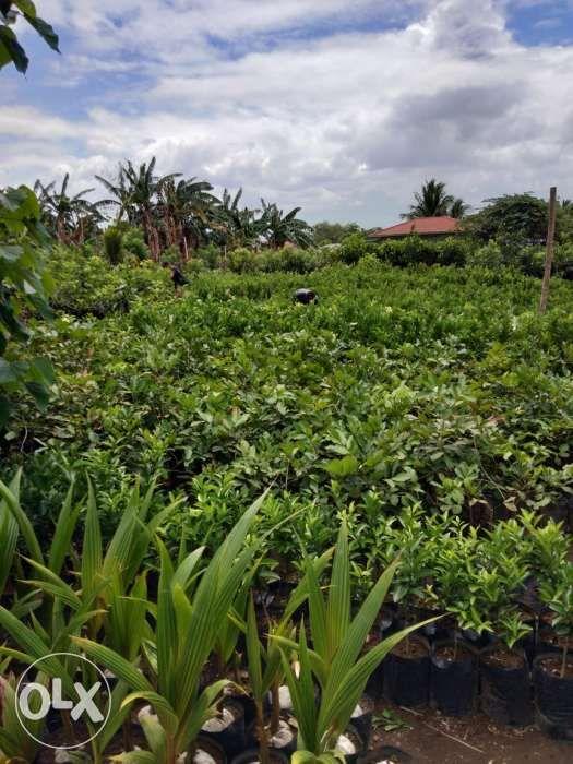 Molave seedlings Eucalyptus Narra other forest trees seedlings ...