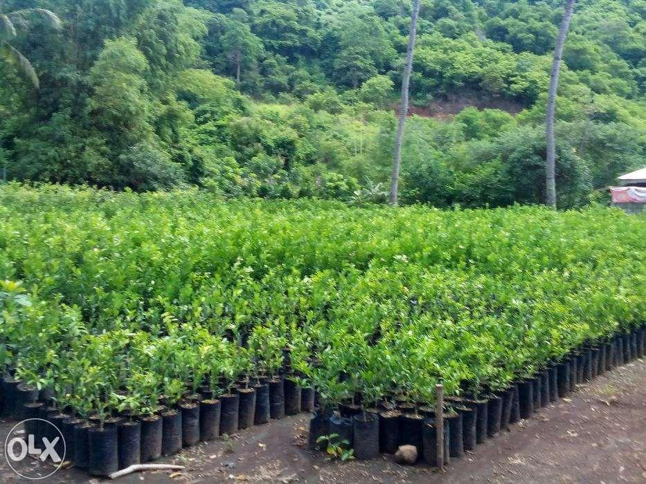 Molave seedlings Eucalyptus Narra other forest trees seedlings ...