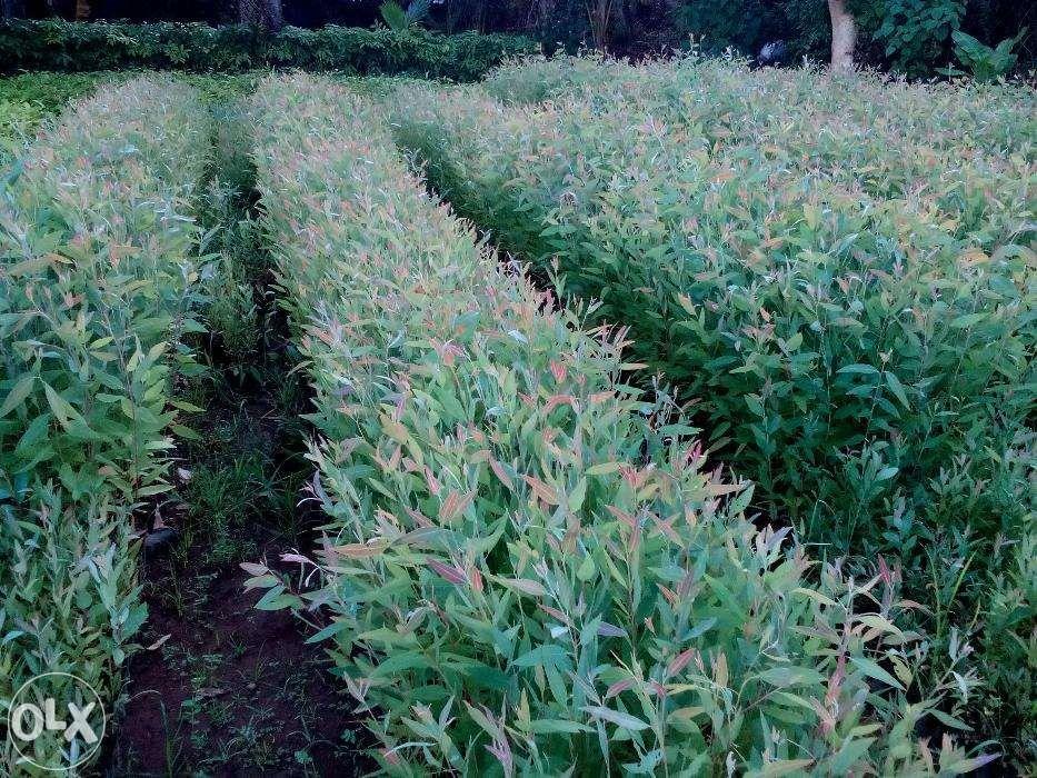 Molave seedlings Eucalyptus Narra other forest trees seedlings ...