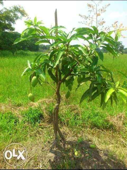 Molave seedlings Eucalyptus Narra other forest trees seedlings ...