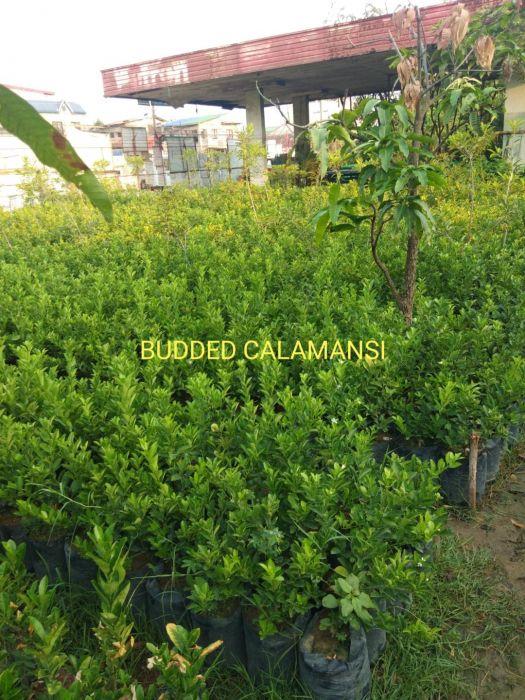 Forest tree seedlings, Furniture & Home Living, Gardening, Plants ...