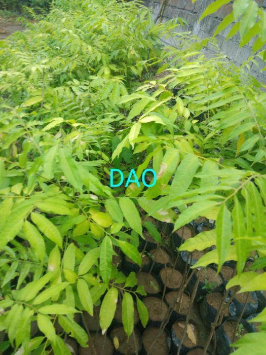 Forest tree seedlings, Furniture & Home Living, Gardening, Plants ...