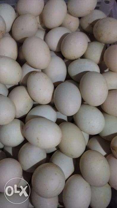 Fresh Duck Eggs Itlog Itik, Food & Drinks, Fresh Produce on Carousell