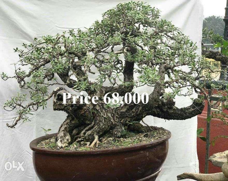Bonsai Bantigue Show Ready Not Agoho Blue Bell Tugas Bantique Top 1st ...