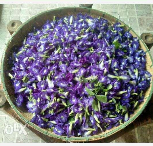 Blue Ternate Butterfly Pea Flower Tea Powder Anticancer etc, Health ...