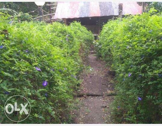 Blue Ternate Butterfly Pea Flower Tea Powder Anticancer etc, Health ...