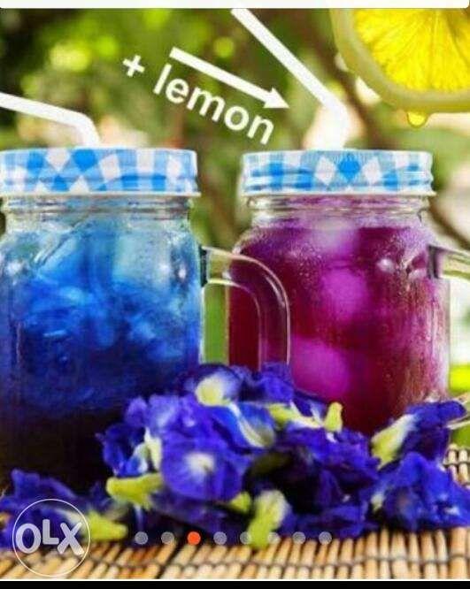 Blue Ternate Butterfly Pea Flower Tea Powder Anticancer etc, Health ...