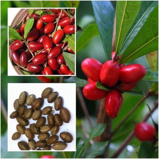 Magic berry seedling, Furniture & Home Living, Gardening, Plants ...