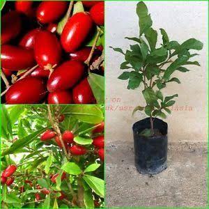 Magic berry seedling, Furniture & Home Living, Gardening, Plants ...