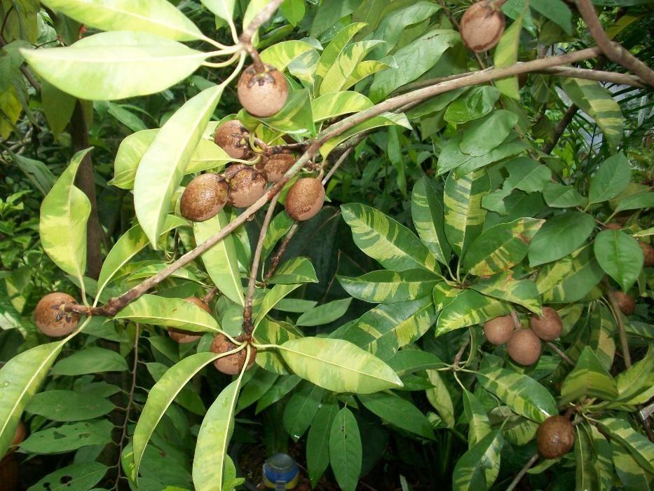 Variegated Chico for Sale, Furniture & Home Living, Home Improvement ...