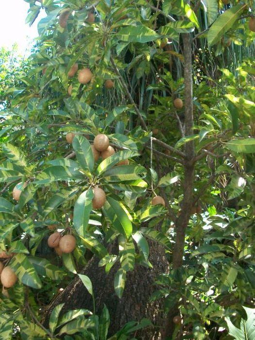 Variegated Chico for Sale, Furniture & Home Living, Home Improvement ...