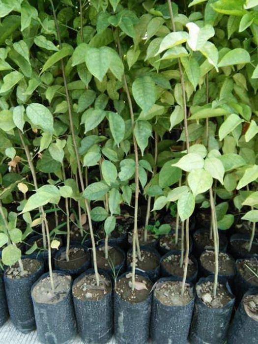 Narra Tree Plants for Sale, Furniture & Home Living, Cleaning ...