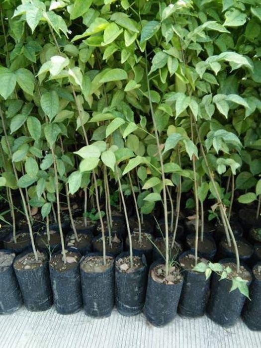 Narra Tree Plants for Sale, Furniture & Home Living, Cleaning ...