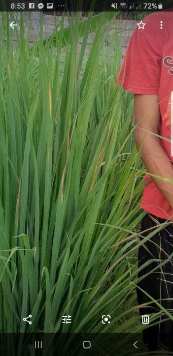 organic lemongrass tanglad plant, Furniture & Home Living, Gardening ...