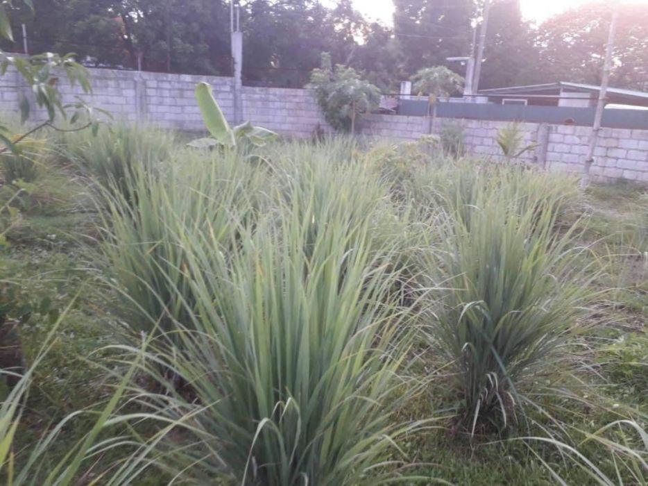 organic lemongrass tanglad plant, Furniture & Home Living, Gardening ...