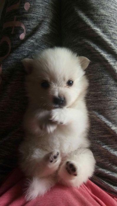 Pure Japanese Spitz, Babies & Kids, Infant Playtime on Carousell