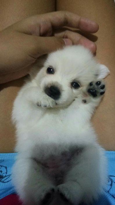 Pure Japanese Spitz, Babies & Kids, Infant Playtime on Carousell