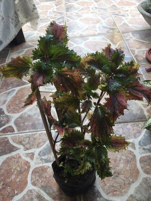 Different Kinds of Mayana, Furniture & Home Living, Home Improvement ...