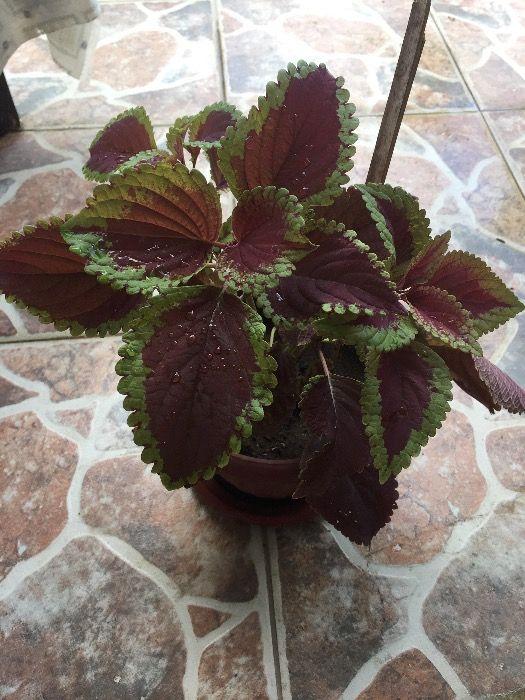 Different Kinds of Mayana, Furniture & Home Living, Home Improvement ...