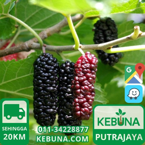 Anak Pokok Mulberi Putrajaya - Mulberry Plant, Furniture & Home Living ...