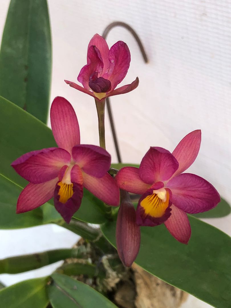 Orchids, Cattleya orchid (mini red flowers), Furniture & Home Living ...