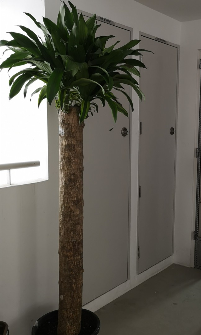 Iron Tree 2.1m tall, Furniture & Home Living, Home Decor, Artificial ...