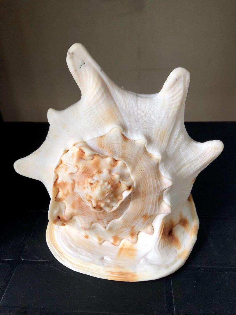 Large Sea Shell - Yellow Helmet Shell - Horned Helmet Shell - Cassis ...