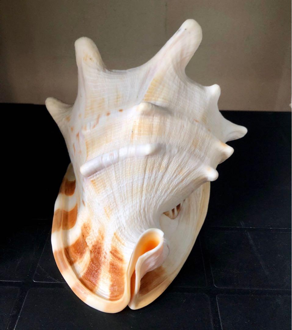 Large Sea Shell - Yellow Helmet Shell - Horned Helmet Shell - Cassis ...