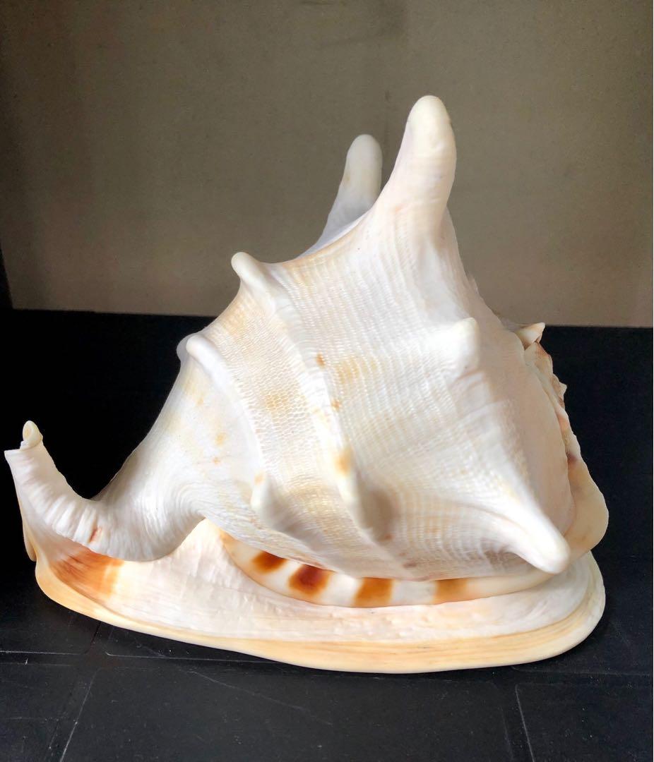 Large Sea Shell - Yellow Helmet Shell - Horned Helmet Shell - Cassis ...