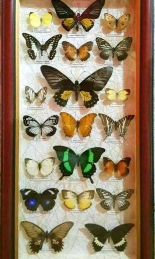 Butterfly Frame, Furniture & Home Living, Home Decor, Wall Decor on ...