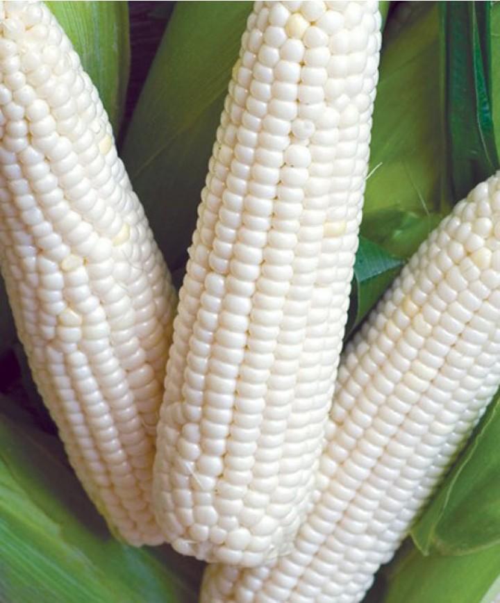 Super Sweet WhIte Corn, Food & Drinks, Packaged & Instant Food on Carousell