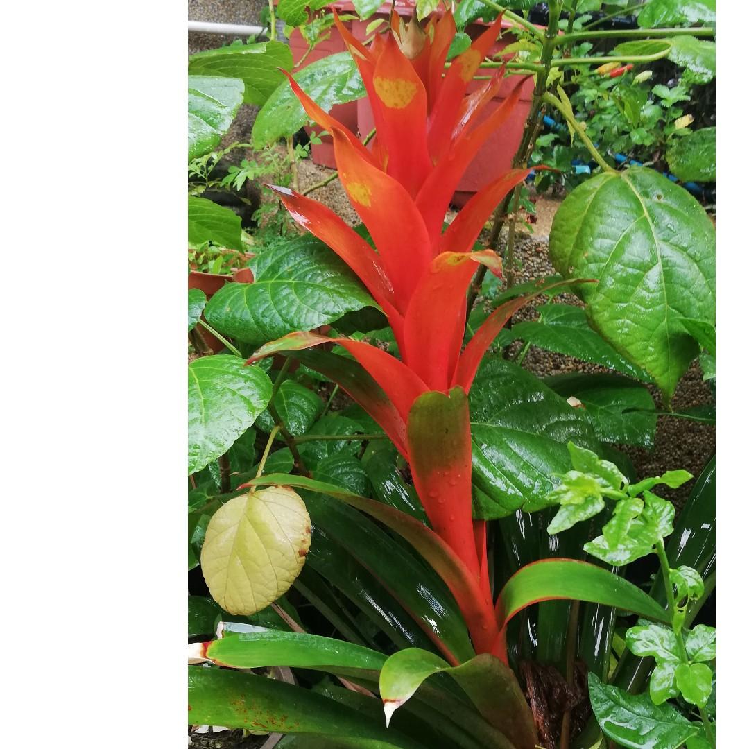 Indoor Plant Guzmania Bromeliad, Furniture & Home Living, Gardening ...