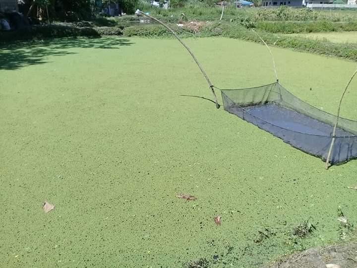 Azolla and duckweeds natural food for your animals, Pet Supplies, Pet ...