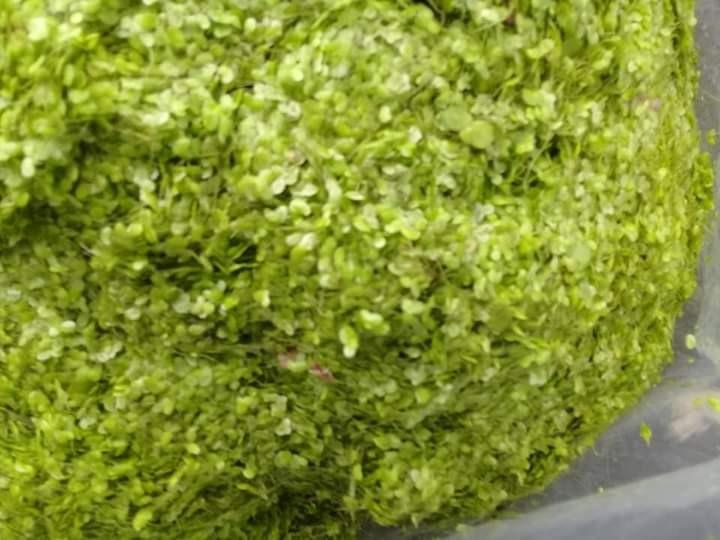 Azolla and duckweeds natural food for your animals, Pet Supplies, Pet ...